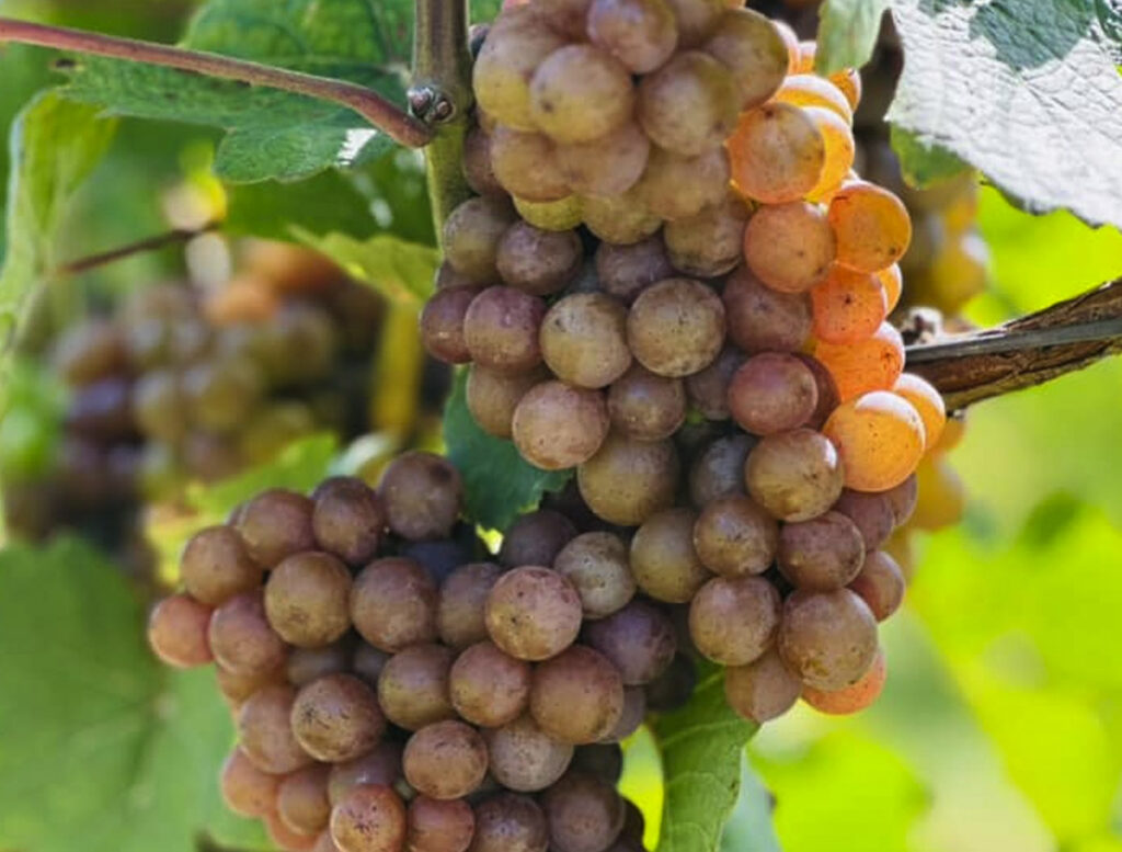 12 Corners Vineyards | Benton Harbor Winery Tours